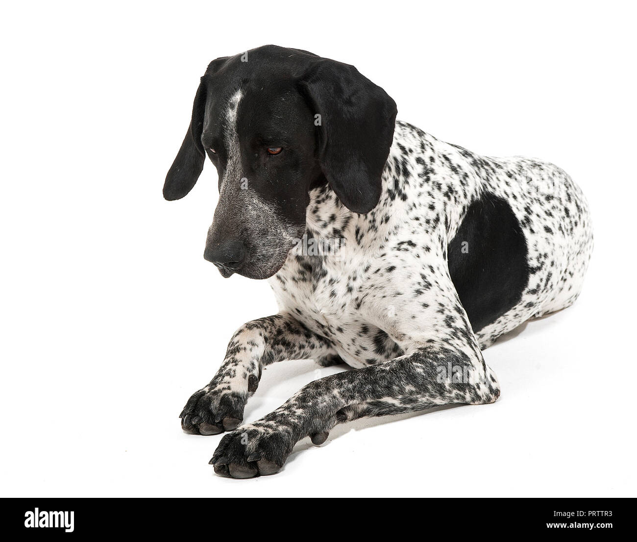Black and white german pointer Cut Out Stock Images & Pictures - Alamy