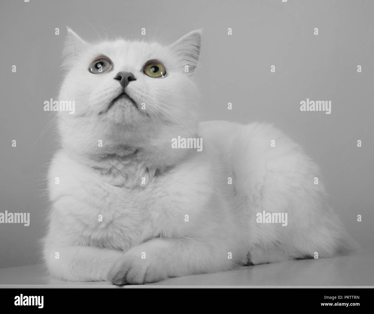 White cat looking up in a studio Stock Photo - Alamy