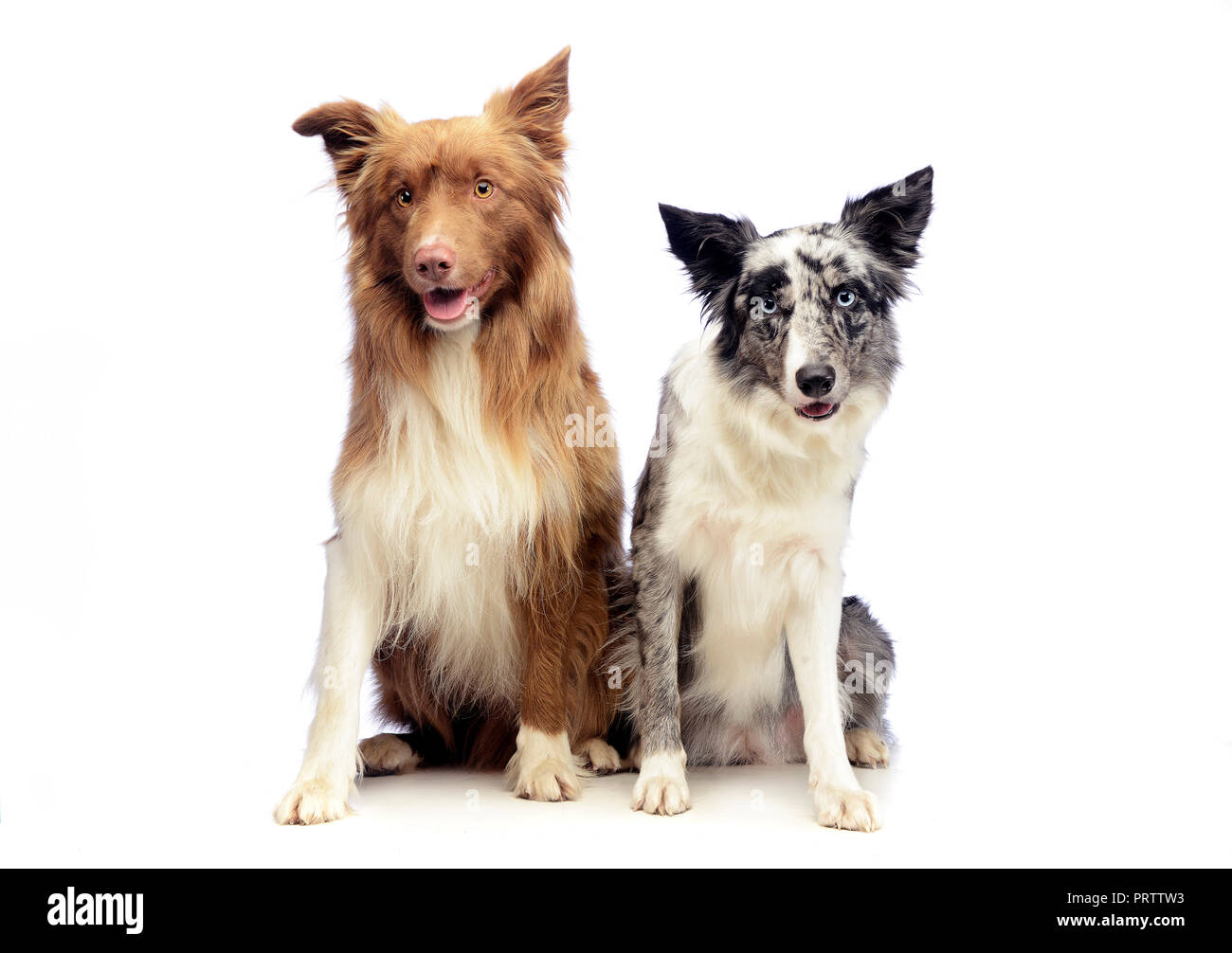 Two Border Collie sitting in the white background Stock Photo - Alamy