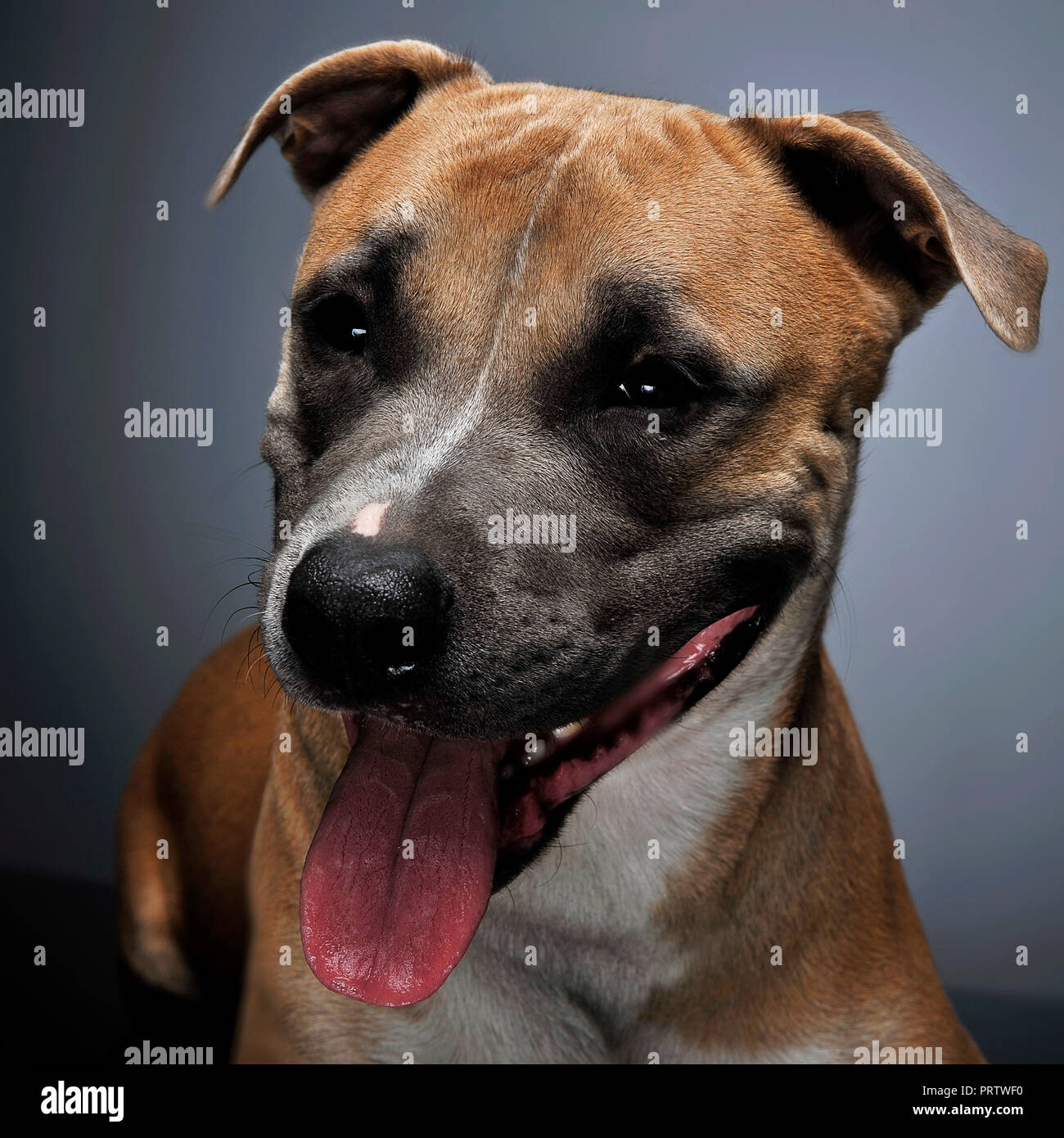 Staffordshire terrier smiling hi-res stock photography and images - Alamy