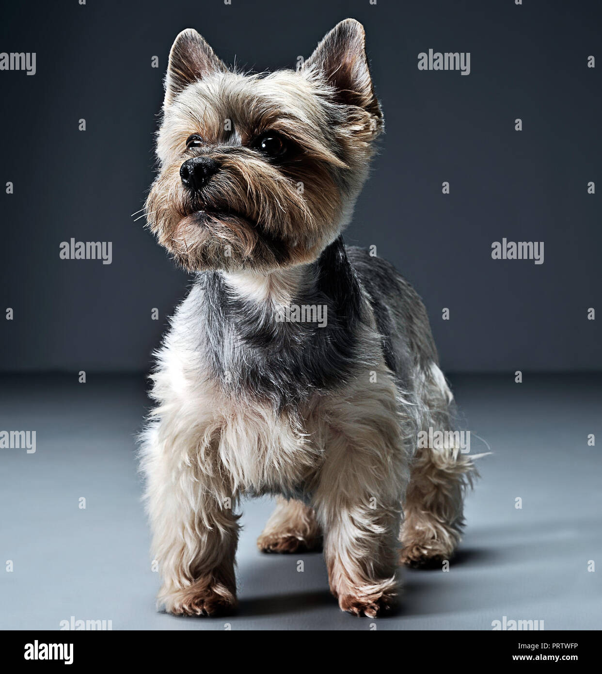Dark brown yorkshire terrier hi-res stock photography and images - Alamy