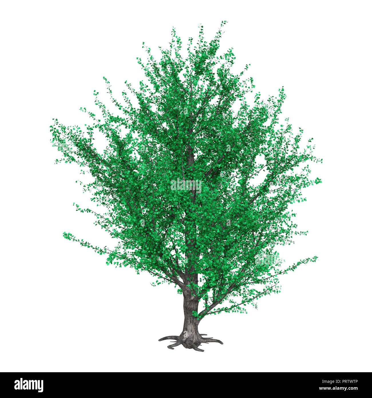 3D rendering of a green poplar tree isolated on white background Stock ...