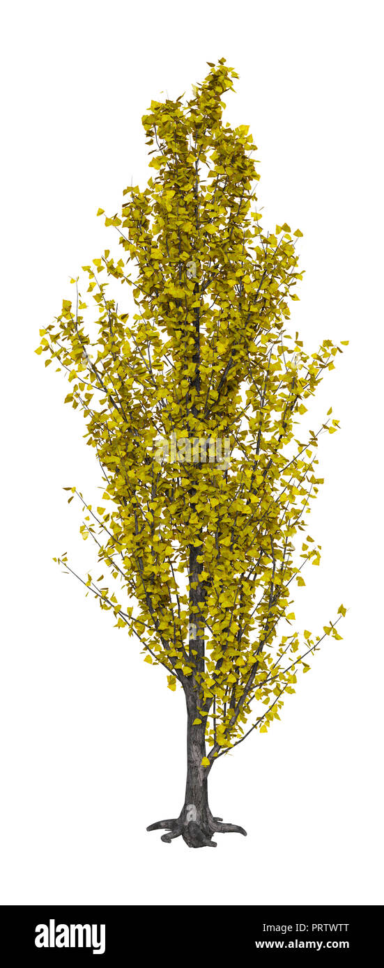 3D rendering of a yellow poplar tree isolated on white background Stock ...