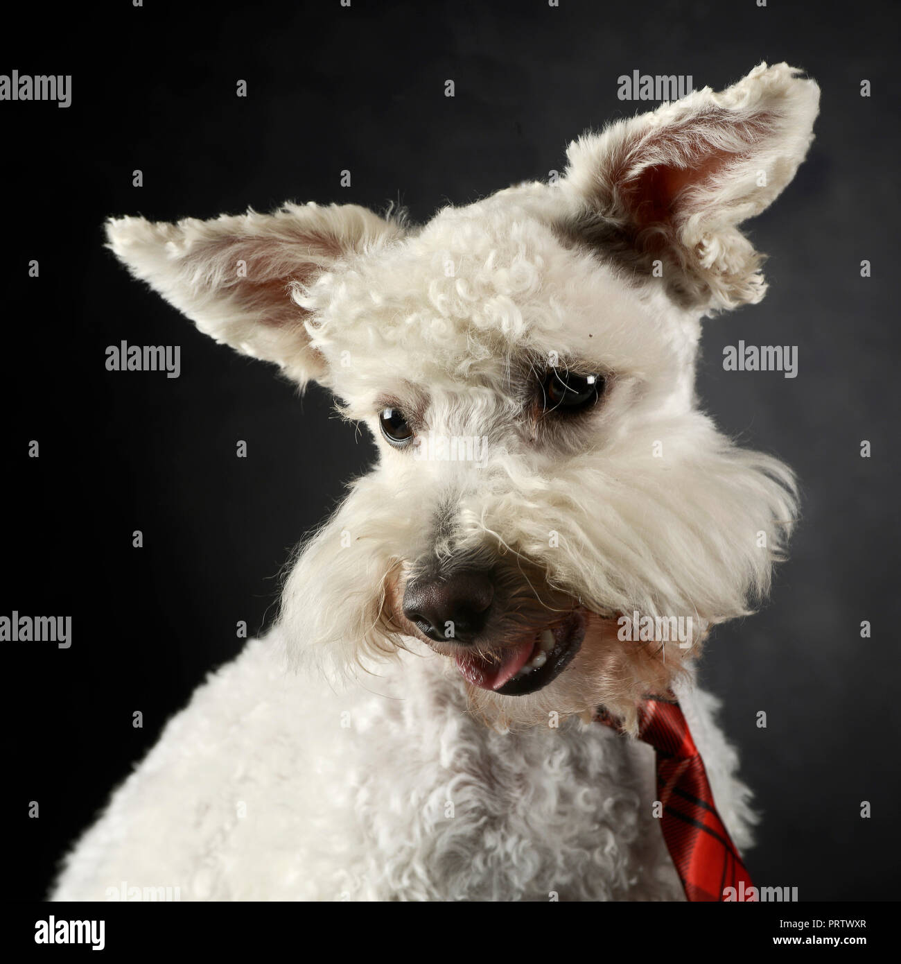 Flying ears hi-res stock photography and images - Alamy