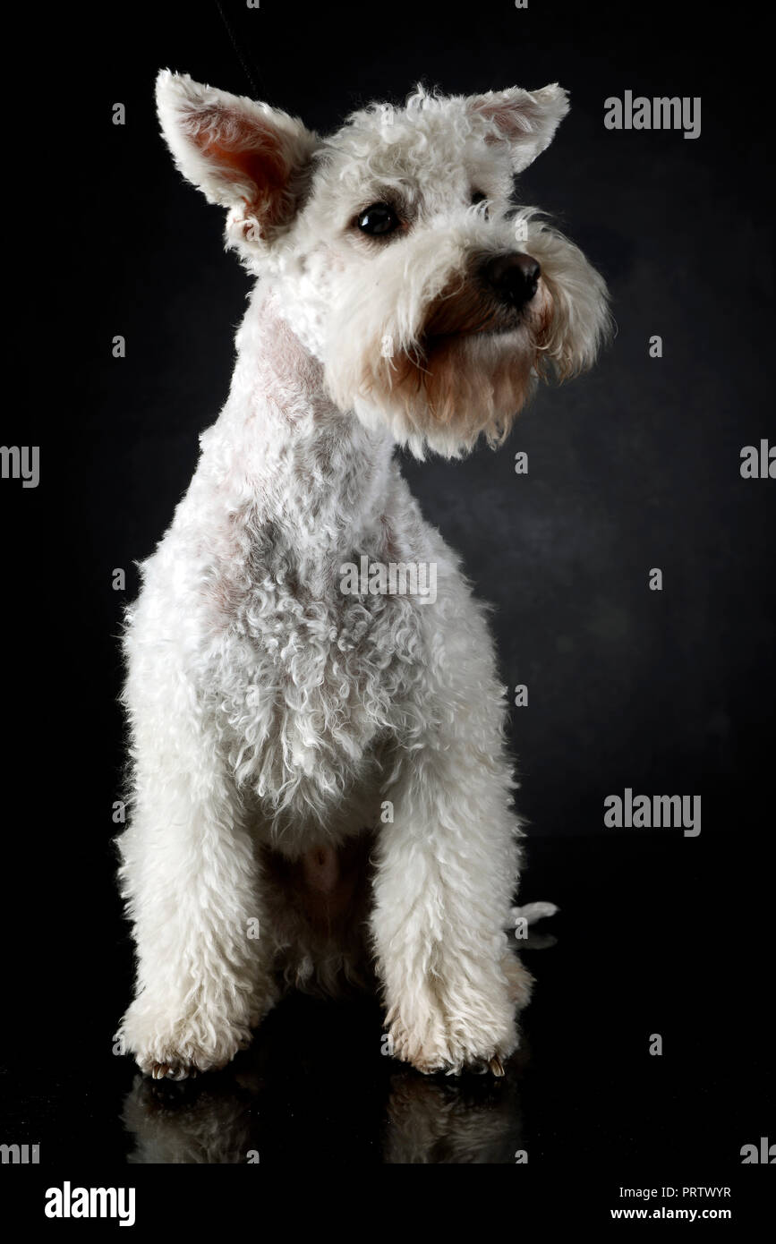 Flying ears hi-res stock photography and images - Alamy