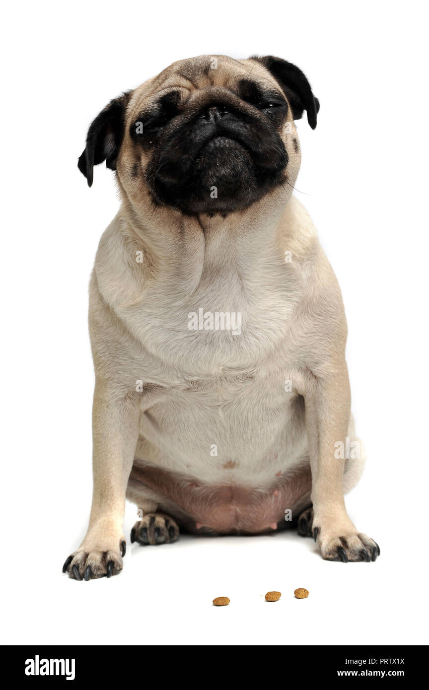 cute pug sitting in a white photo studio Stock Photo - Alamy