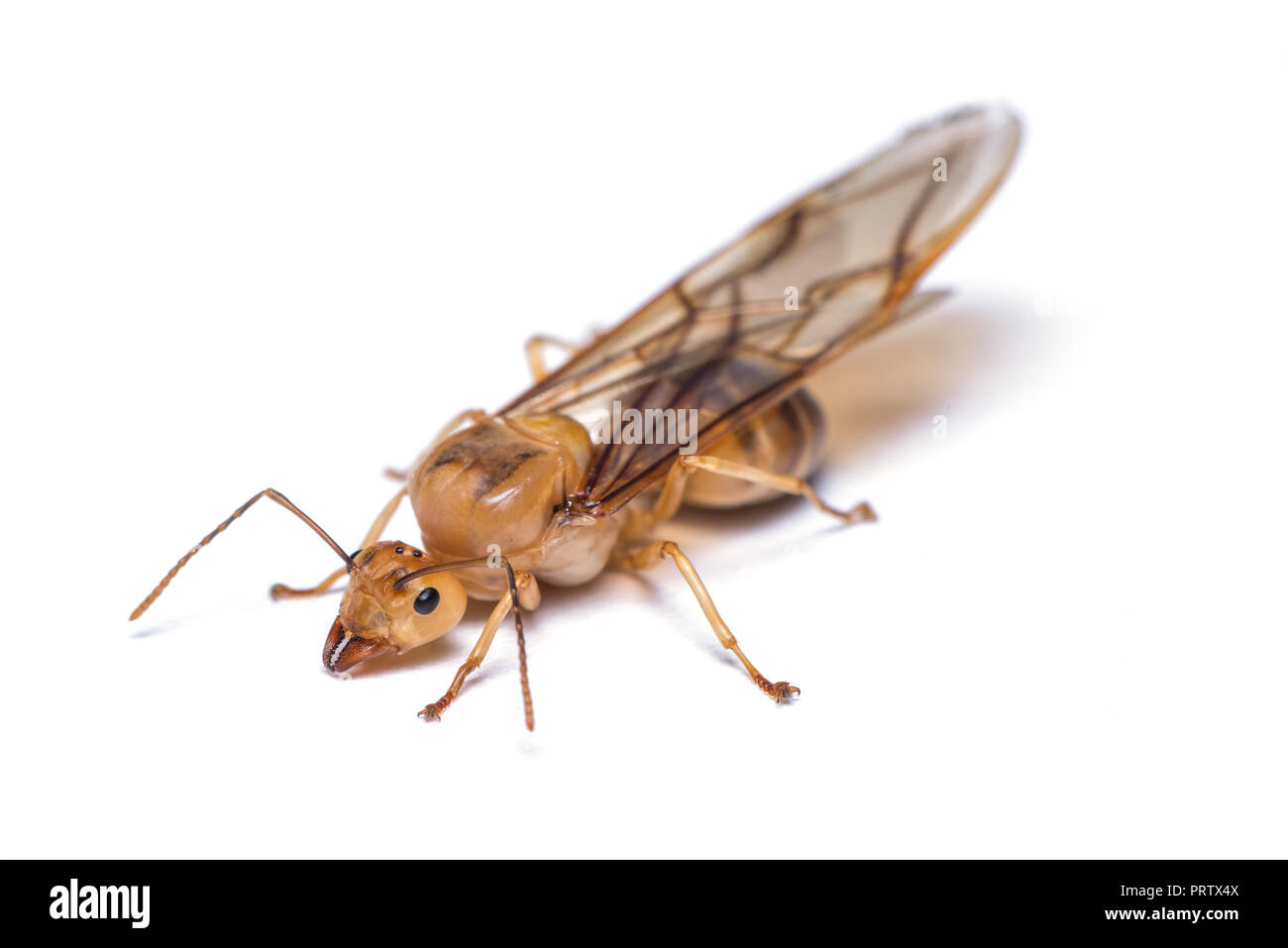 Gaster ants Cut Out Stock Images & Pictures - Alamy