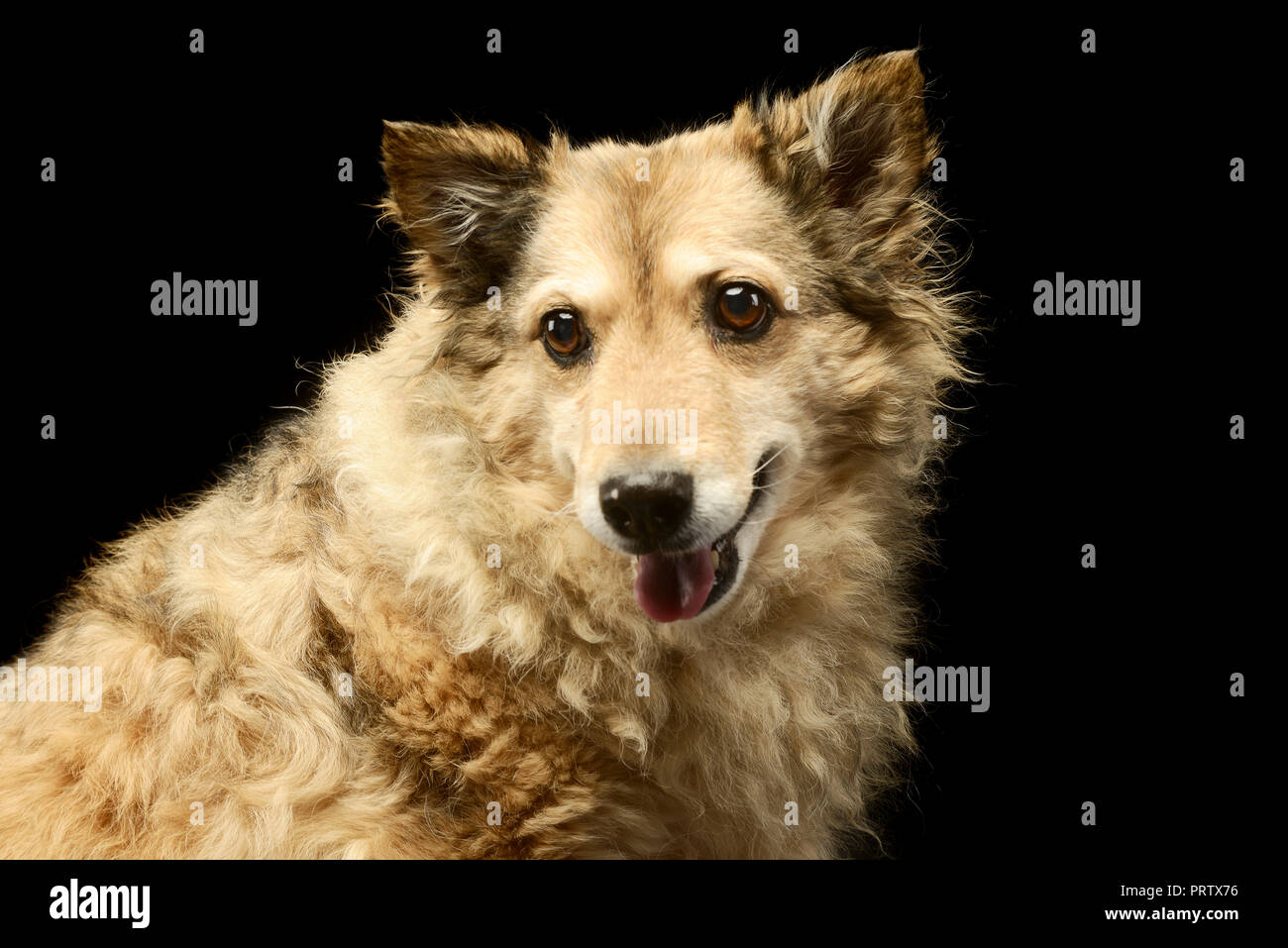 Mixed breed funny dog is relaxing in a dark photo studio Stock Photo ...