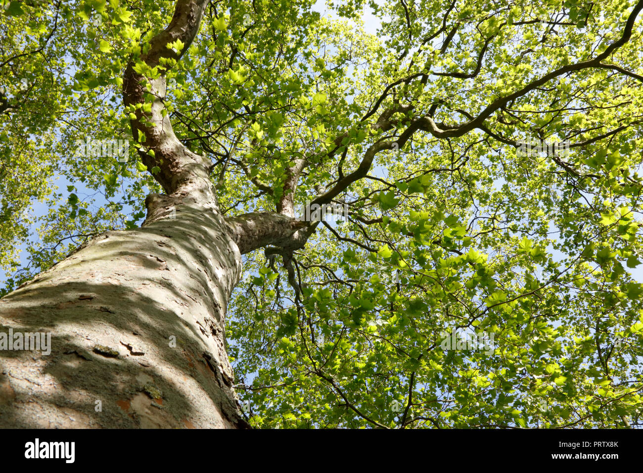 Spring leaves in a tree on top of Primrose Hill, London, England, UK ...