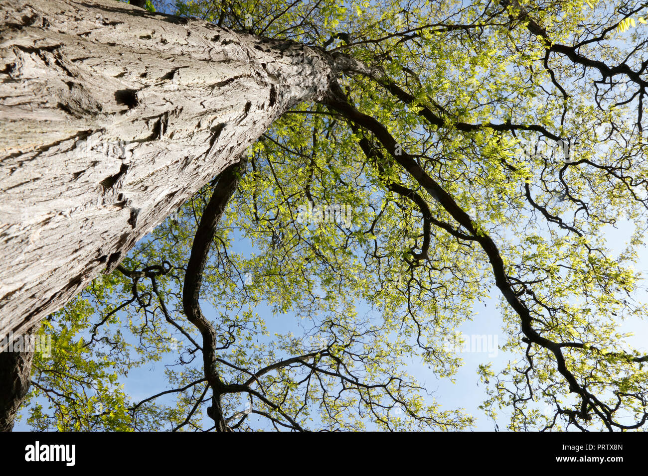 Spring leaves in a tree on top of Primrose Hill, London, England, UK ...