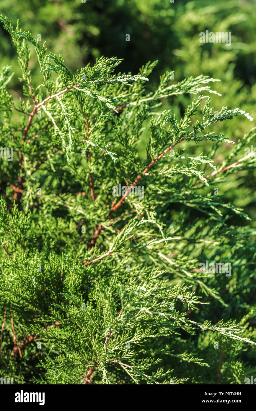 Bright green bushes hi-res stock photography and images - Alamy