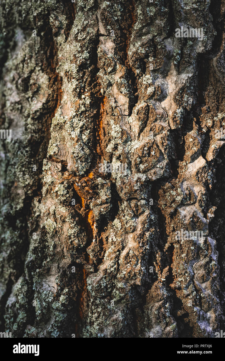 Close up texture of grey bark of tree Stock Photo - Alamy