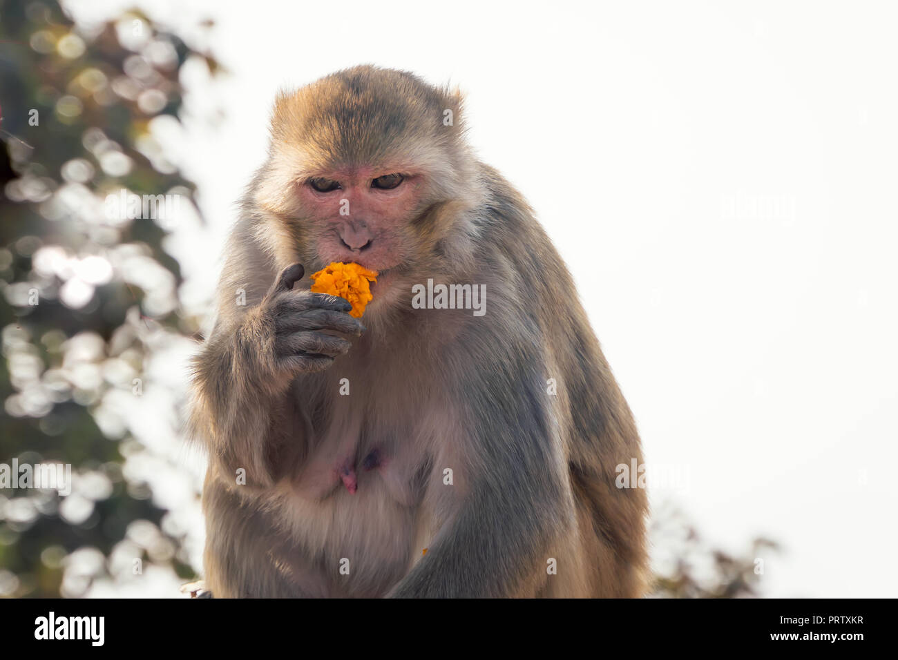 African maraca hi-res stock photography and images - Alamy