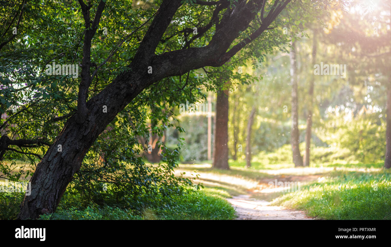 empty pathway in park with green trees and sunlight Stock Photo - Alamy