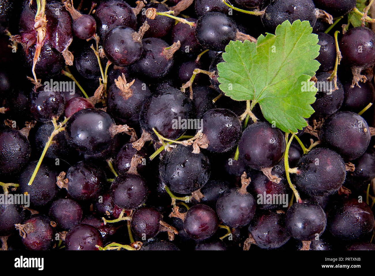 Close up view of harvested black currant berry with green leaf as ...