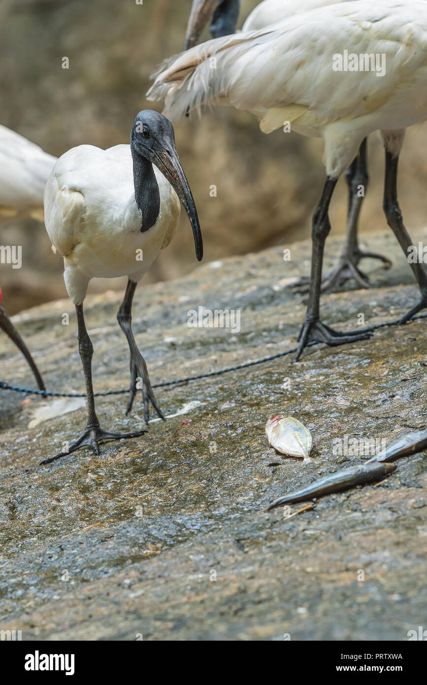 Ibis bird feed on small fish in a zoo Stock Photo - Alamy