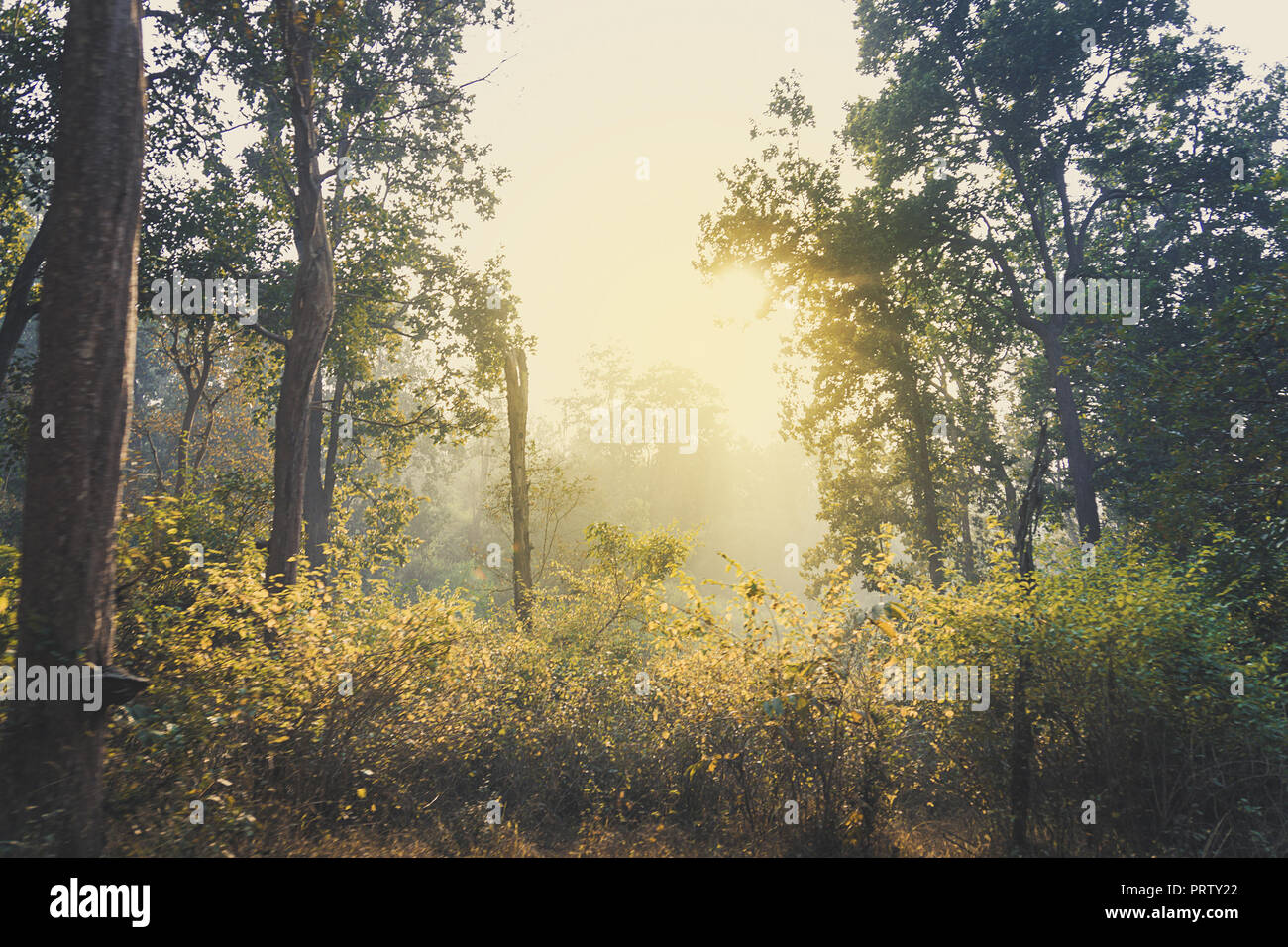 Brown and yellow grass field with bushes at forest hills background in ...