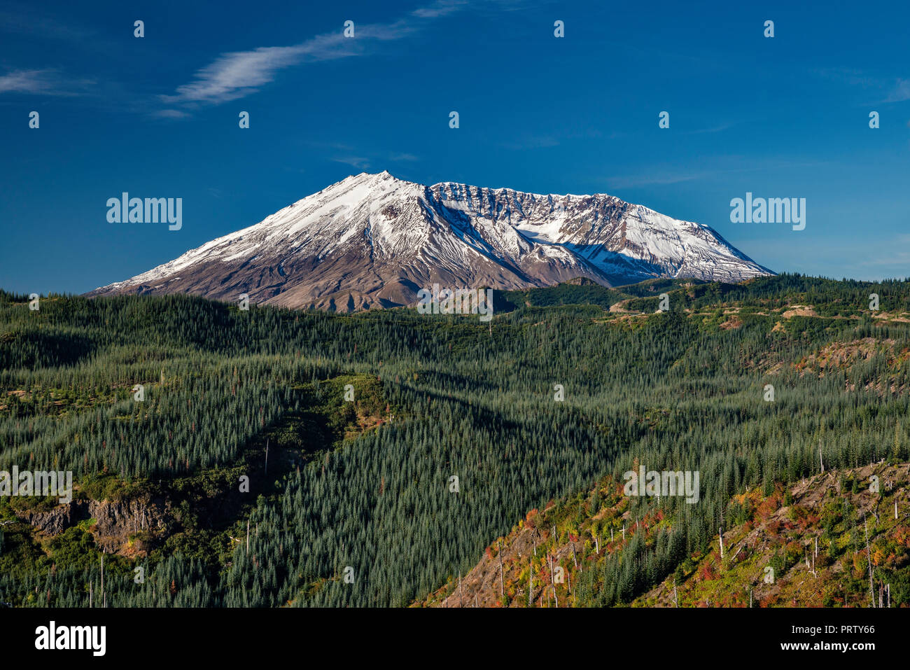 Mount St Helens volcano, stripped trees remaining in blast zone after ...