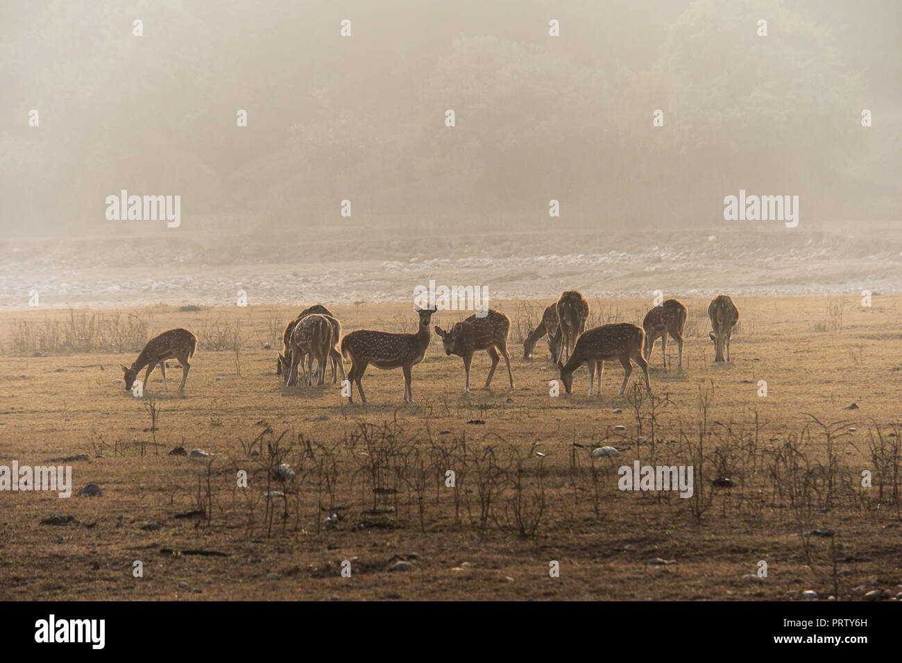 Spotted elk hi-res stock photography and images - Alamy