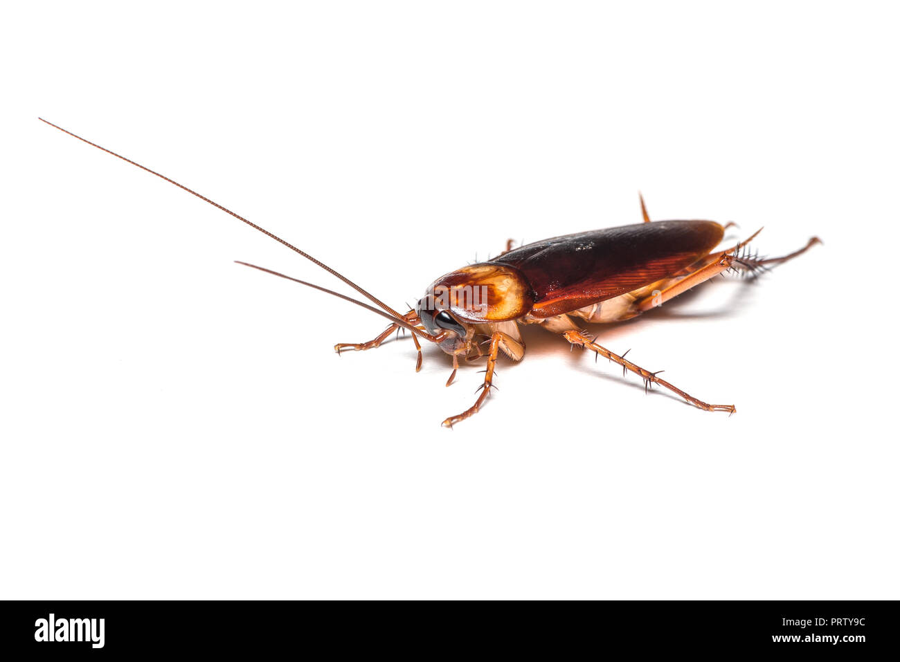 Carboniferous period cockroach hi-res stock photography and images - Alamy