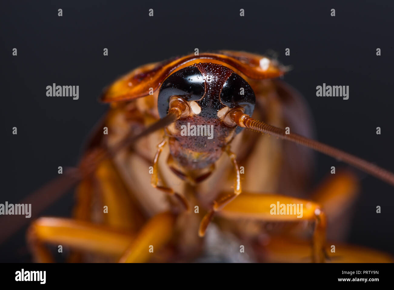 The close up photo of cockroach head Stock Photo - Alamy