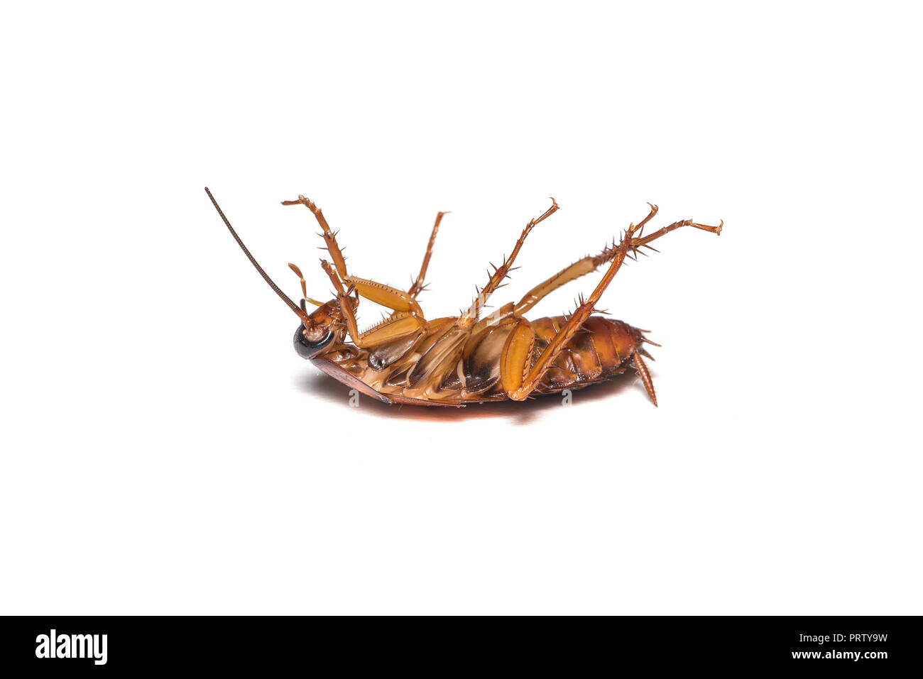 Dying cockroach isolated on white background Stock Photo - Alamy