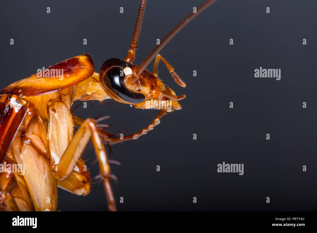 Carboniferous period cockroach hi-res stock photography and images - Alamy