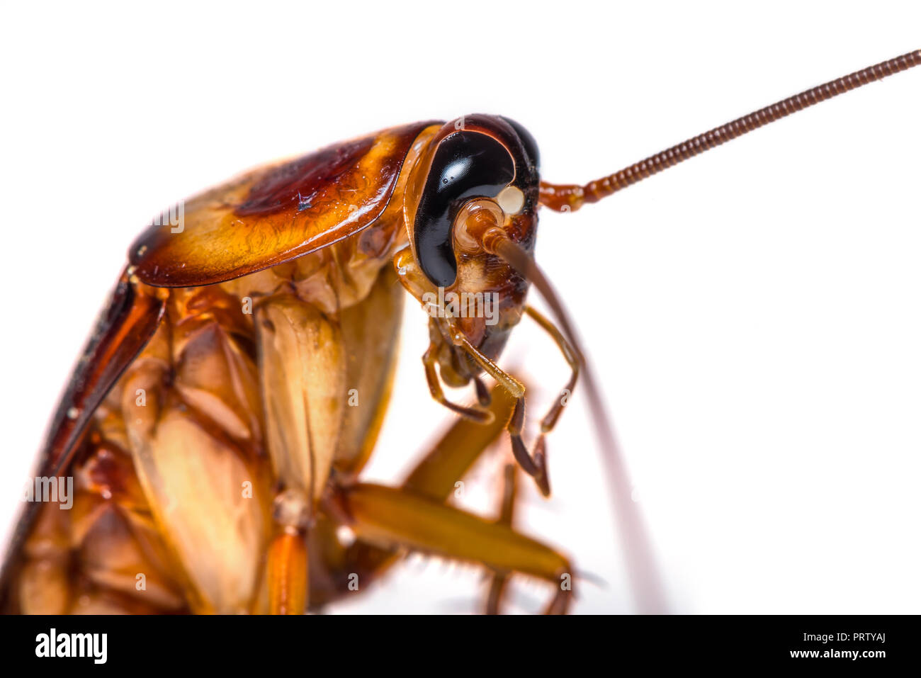 The close up photo of cockroach head isolated on white background Stock ...