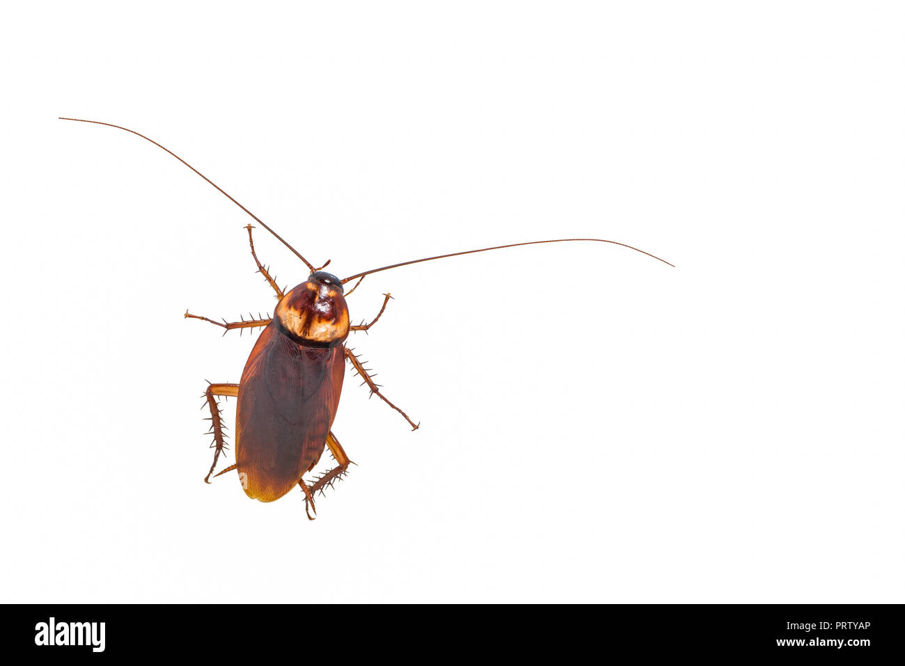 A cockroach isolated on white background Stock Photo - Alamy