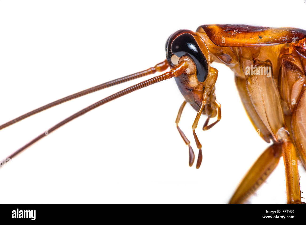 The close up photo of cockroach head isolated on white background Stock ...