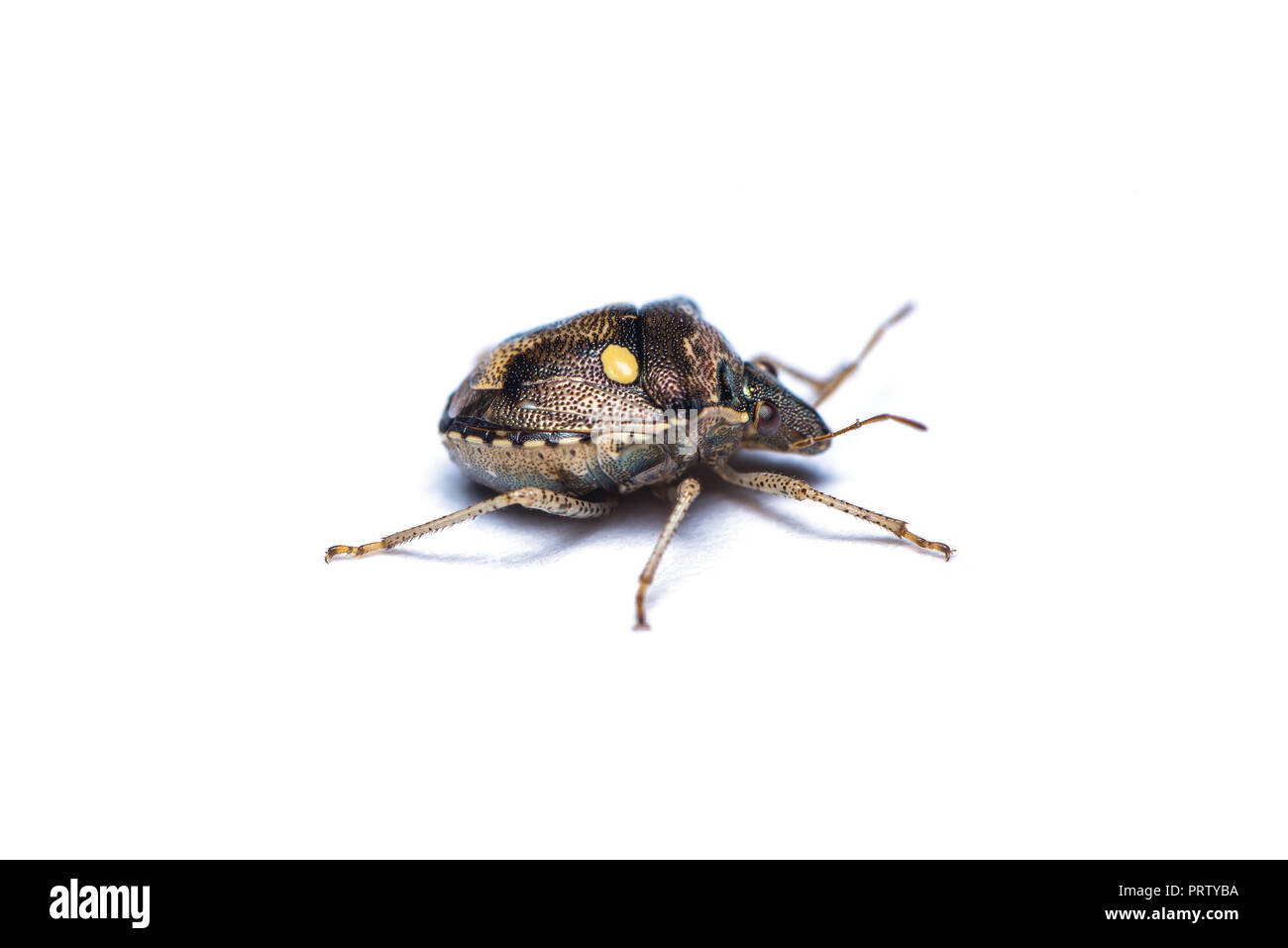 Two Spotted Sesame Bug (Eysarcoris guttiger) isolated on white ...