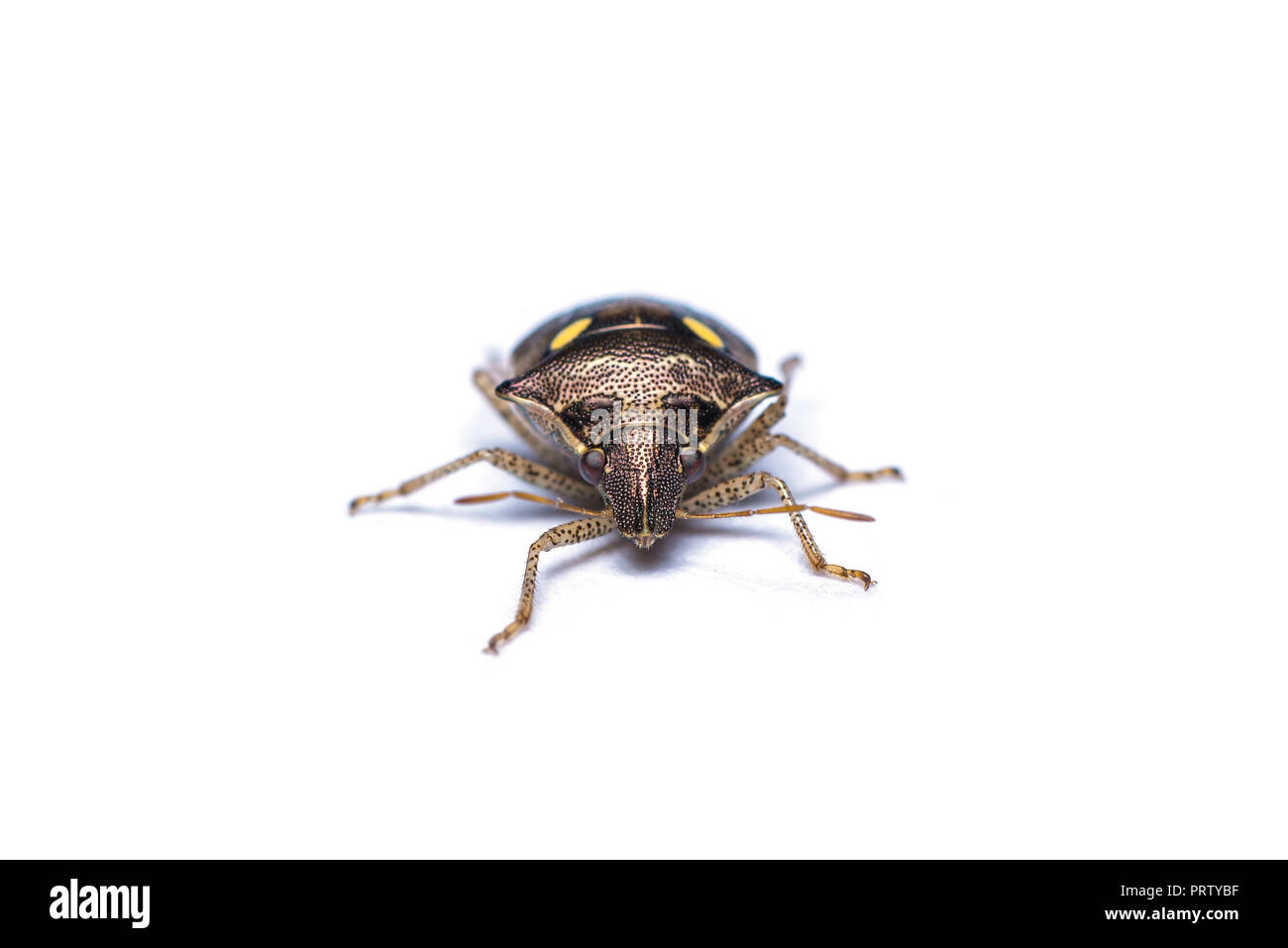Two Spotted Sesame Bug (Eysarcoris guttiger) isolated on white ...