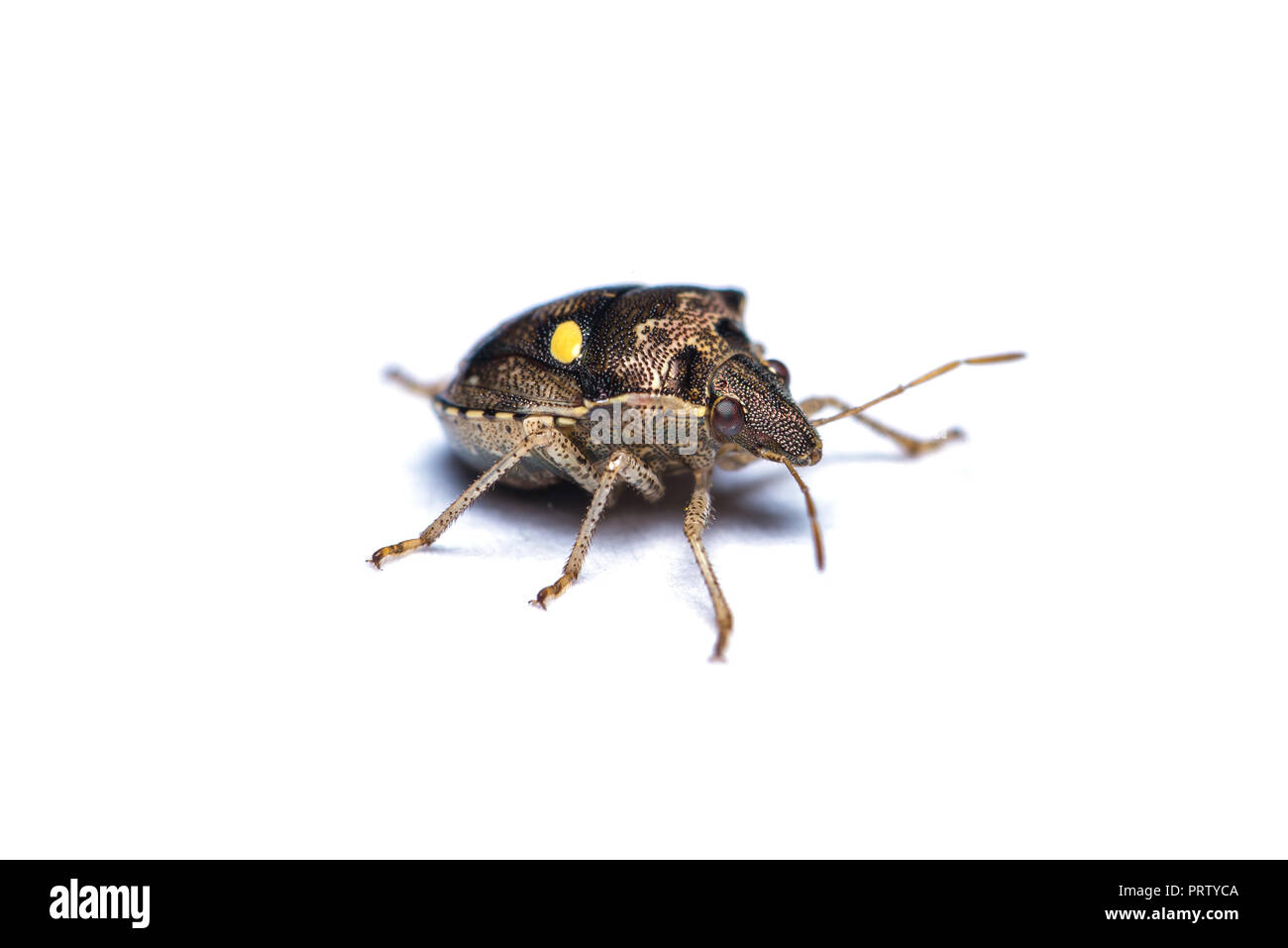 Two Spotted Sesame Bug (Eysarcoris guttiger) isolated on white ...