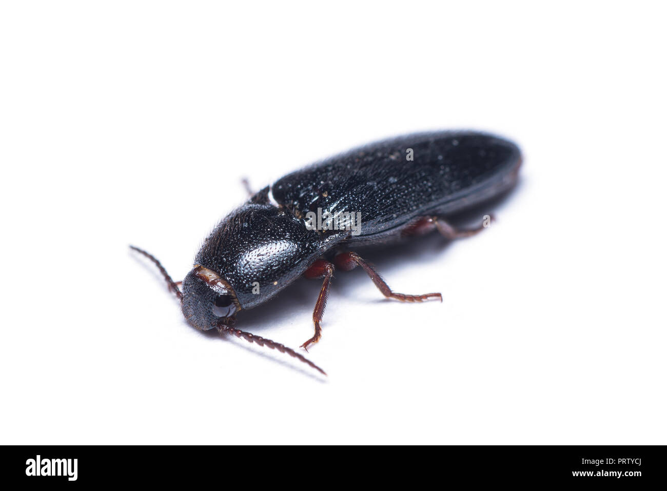 Click beetle or spring beetle isolated on white background Stock Photo ...