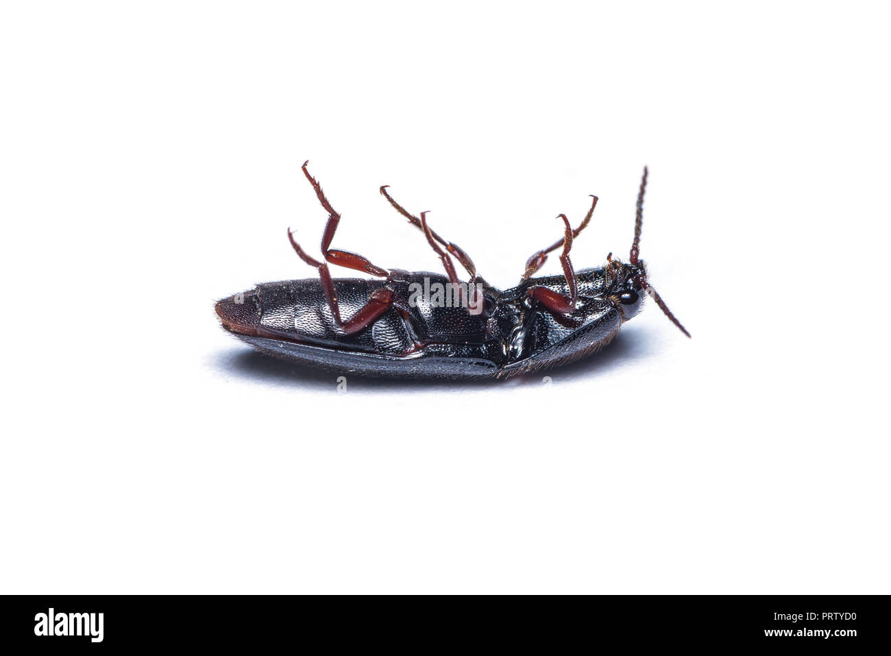 Spring beetle hi-res stock photography and images - Alamy