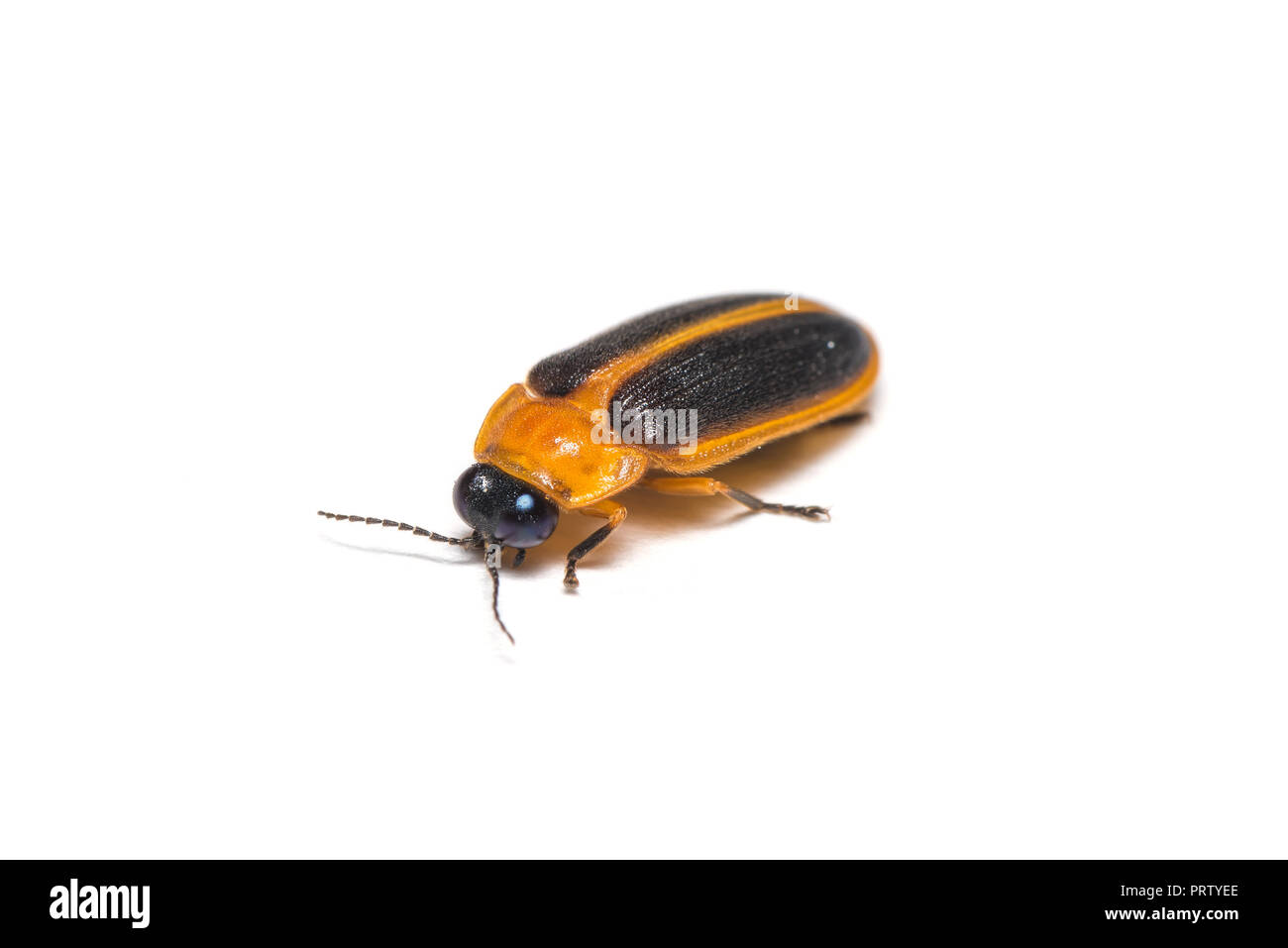 A firefly isolated on white background Stock Photo - Alamy
