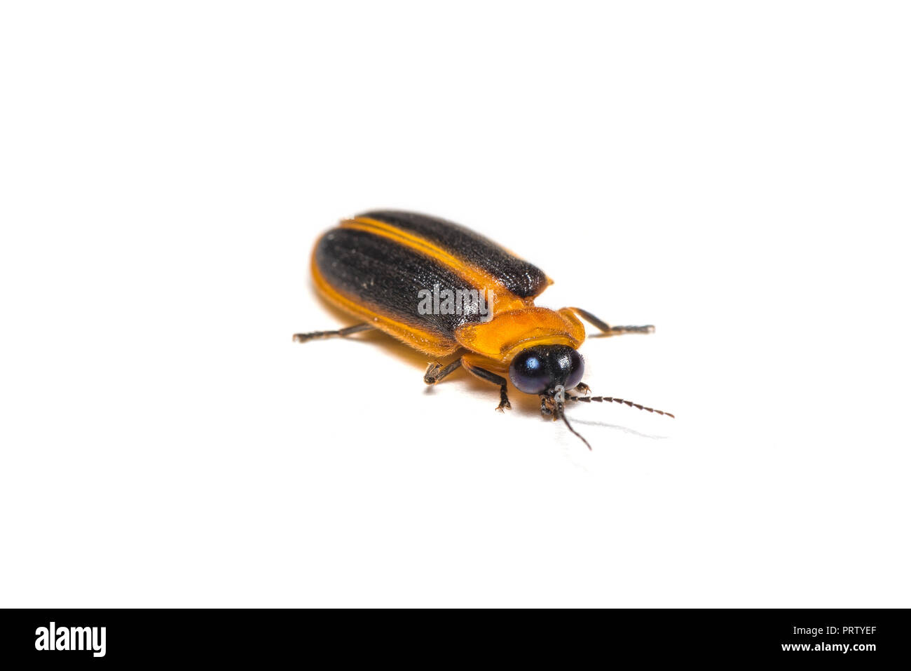 A firefly isolated on white background Stock Photo - Alamy
