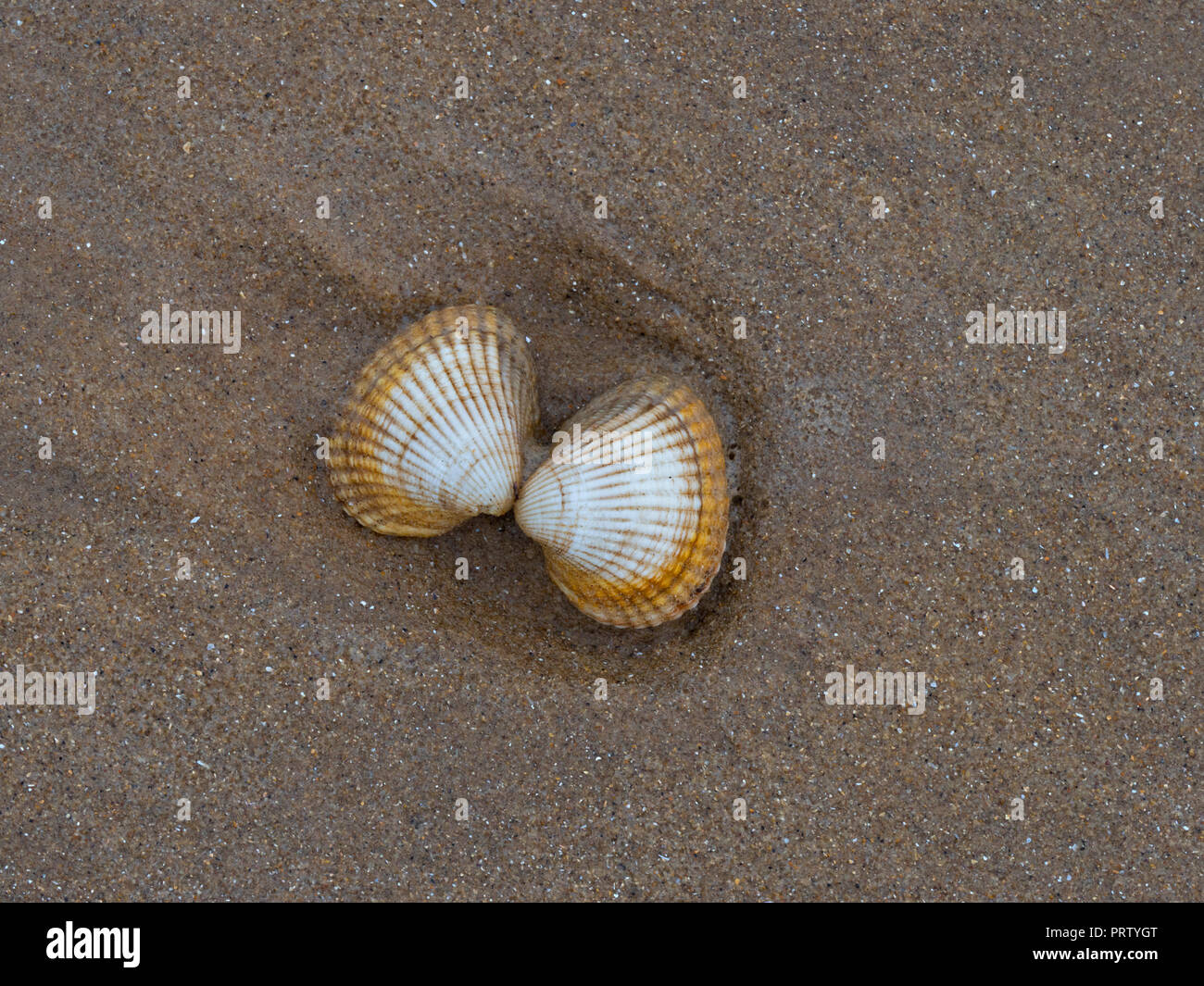 Common cockle hi-res stock photography and images - Alamy