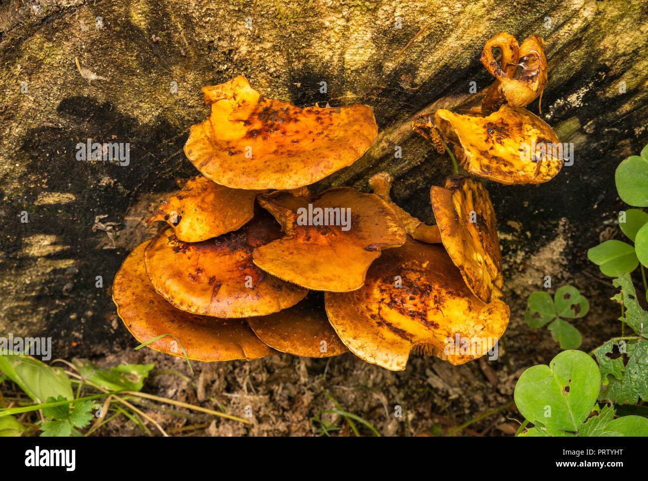 Bracket Fungi Rainforest