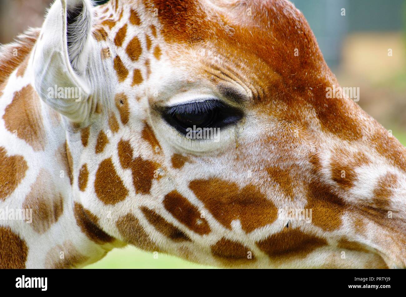 Giraffe close up head in Profile Stock Photo - Alamy