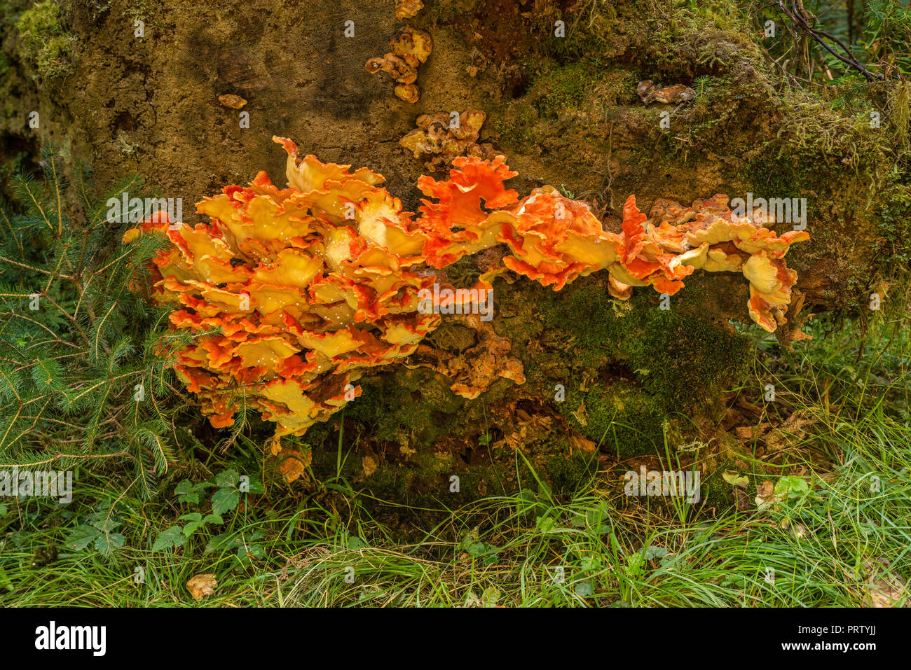 Polypores aka bracket fungi, or shelf fungi, growing on tree stump ...