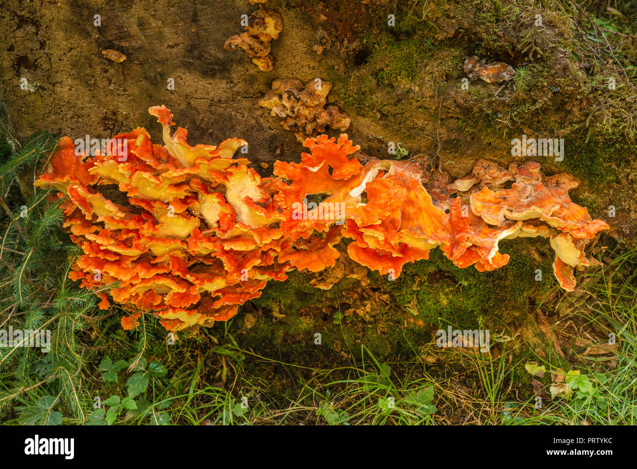 Bracket Fungi Rainforest