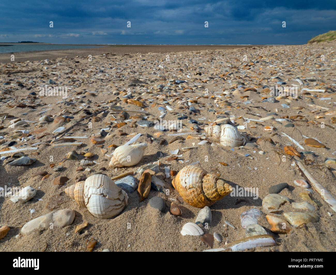 Common whelk shells hi-res stock photography and images - Alamy