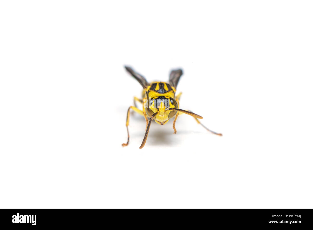 A yellow jacket wasp isolated on white background Stock Photo - Alamy