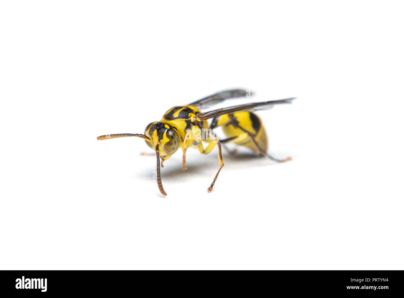 A yellow jacket wasp isolated on white background Stock Photo - Alamy
