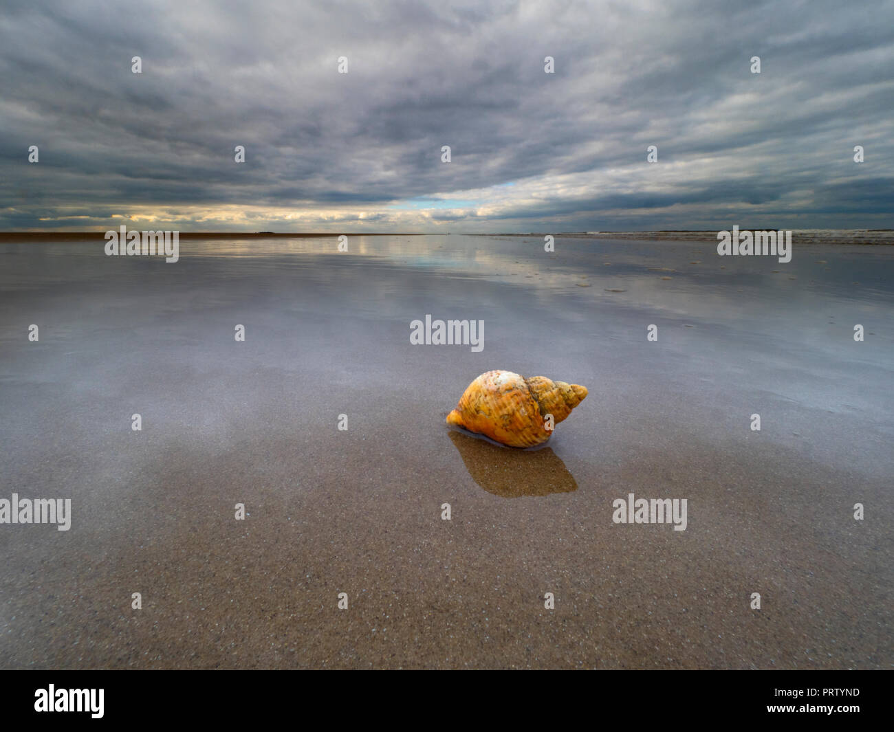 Common whelk shells hi-res stock photography and images - Alamy