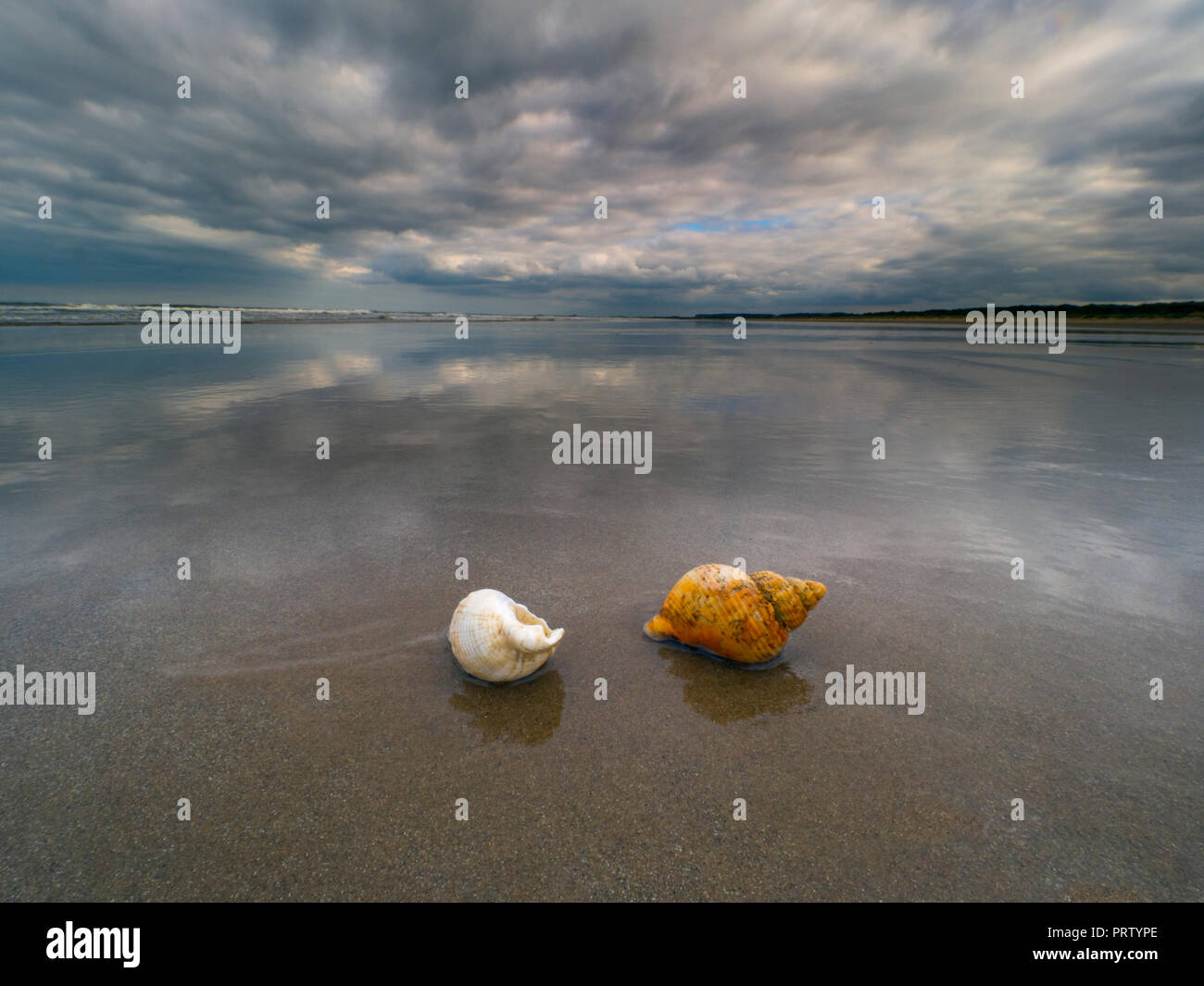 Shells washed up on beach hi-res stock photography and images - Alamy