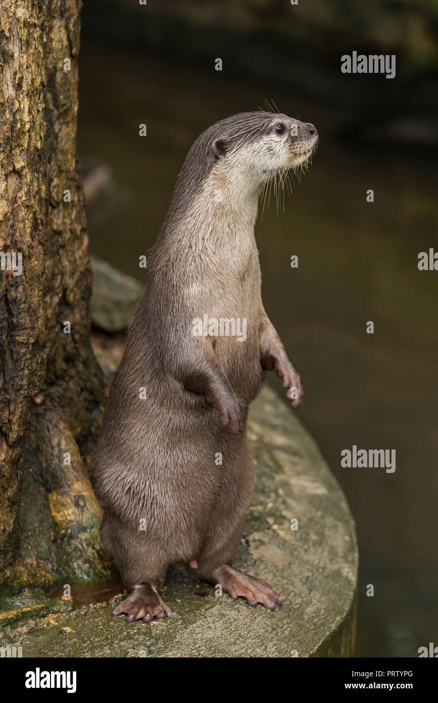Asian small-clawed otter stand up and look at something attentively ...