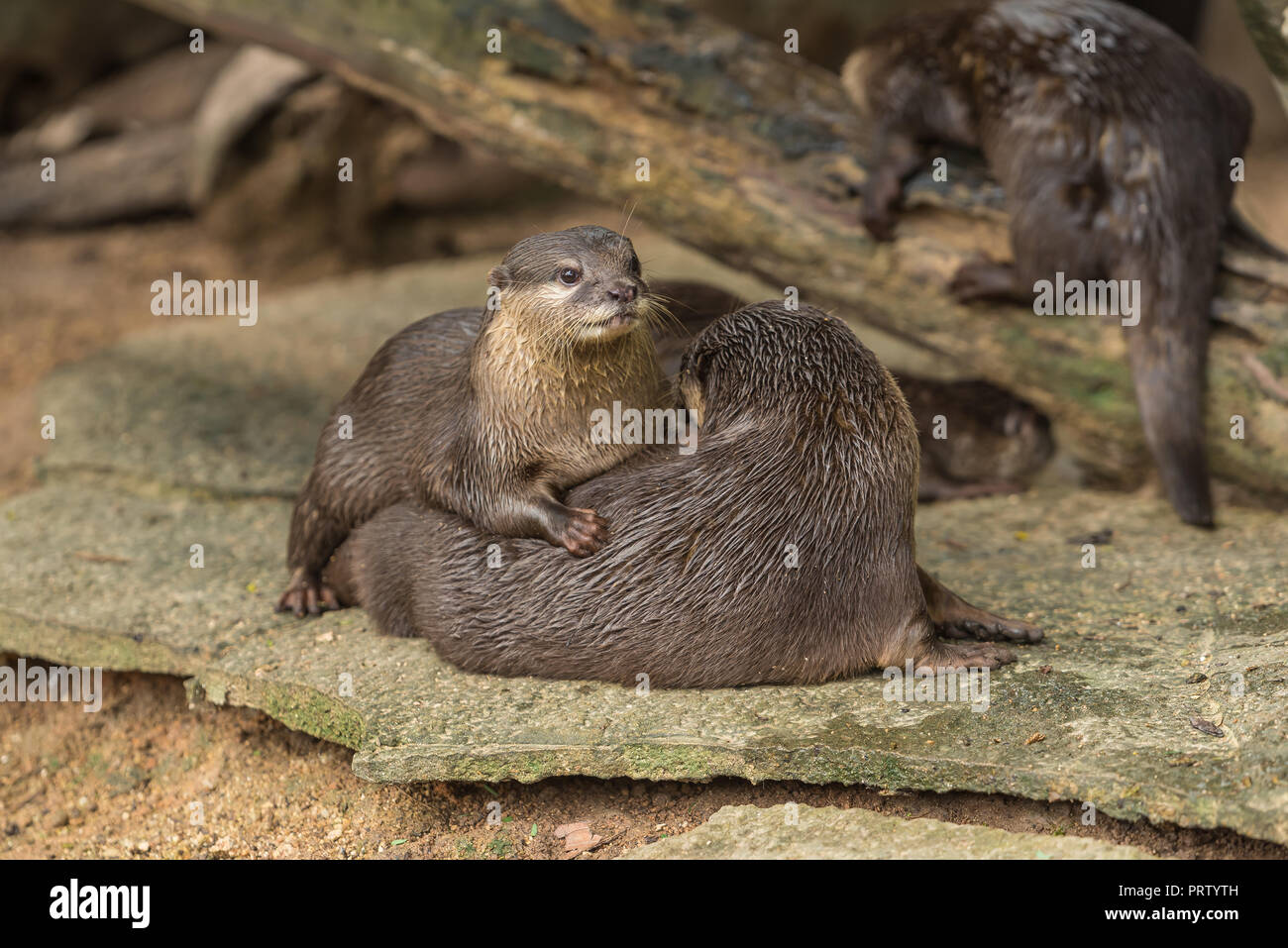 Two oriental small-clawed otters are playing with each other Stock ...