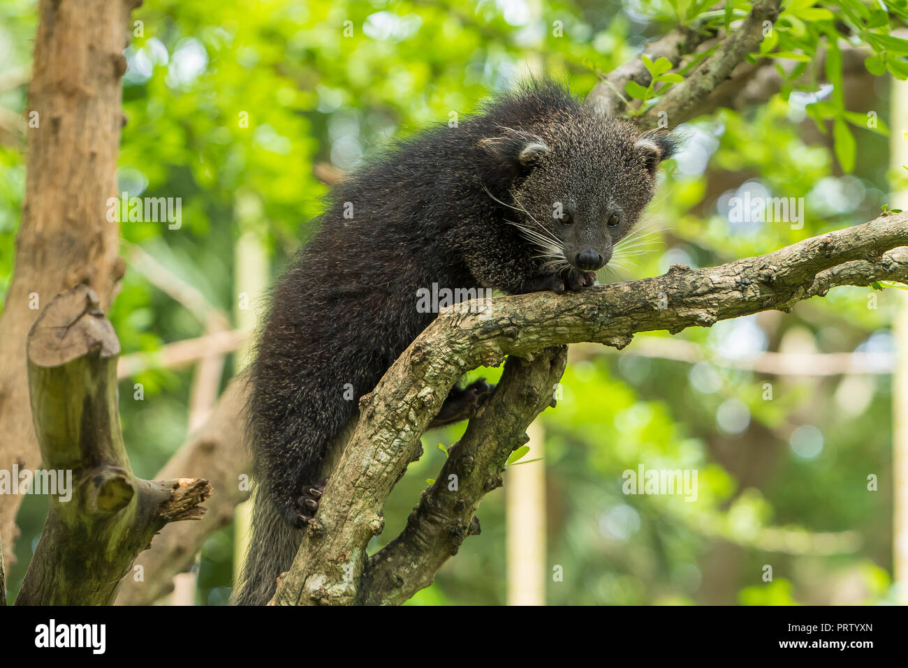 A very young Binturong climb the tree Stock Photo - Alamy